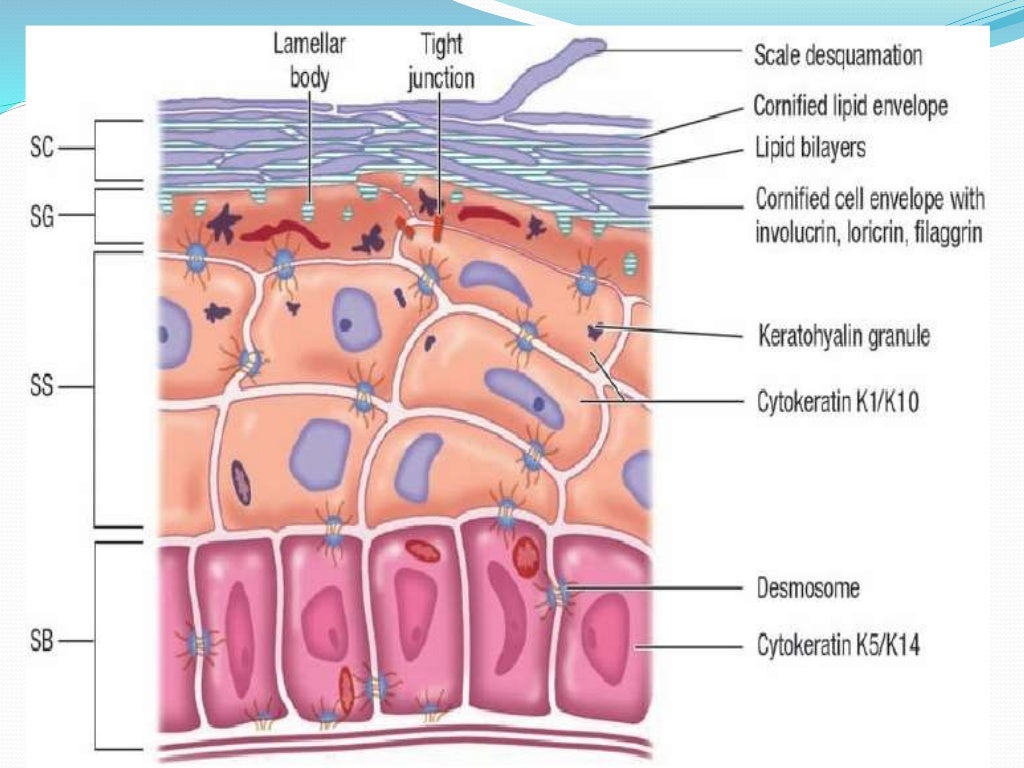 Keratinization disorders by M.Y.Abdel_Mawla,MD