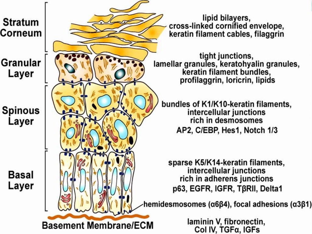 Keratinization disorders by M.Y.Abdel_Mawla,MD