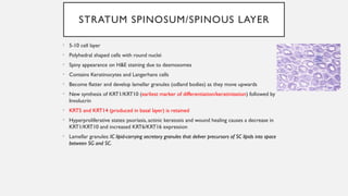 Biology of keratinocytes - Keratin filaments ,Intermediate filaments | PPTX
