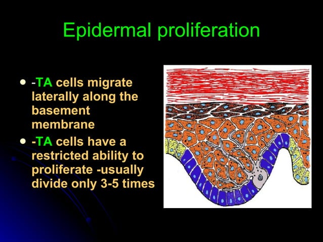 Keratinocytes And Keratinization Gammmeeel | PPS