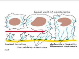 Keratinocyte Cell Diagram