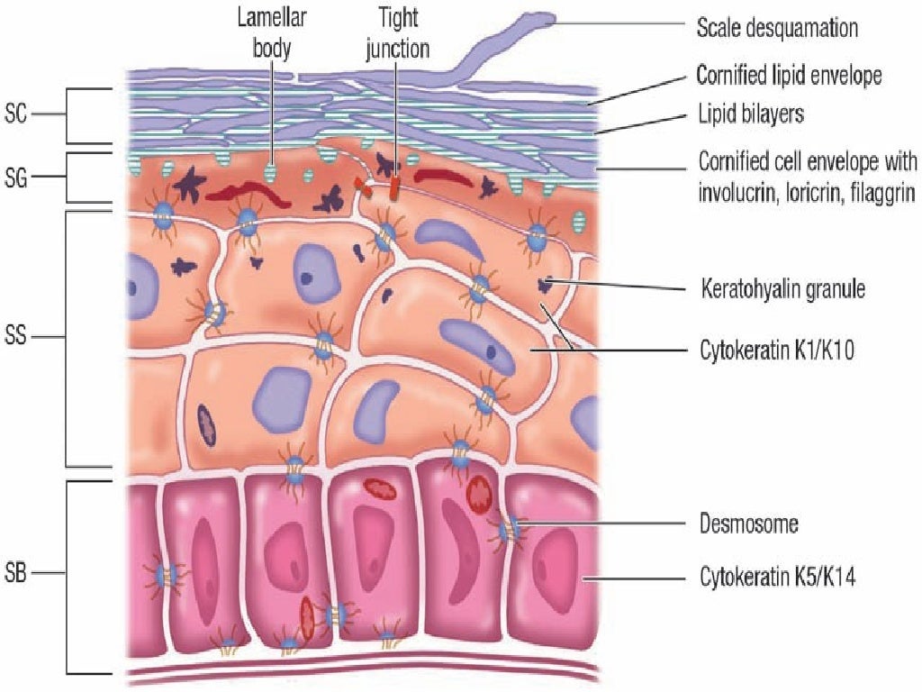 Keratinocytes And Keratinization Gammmeeel