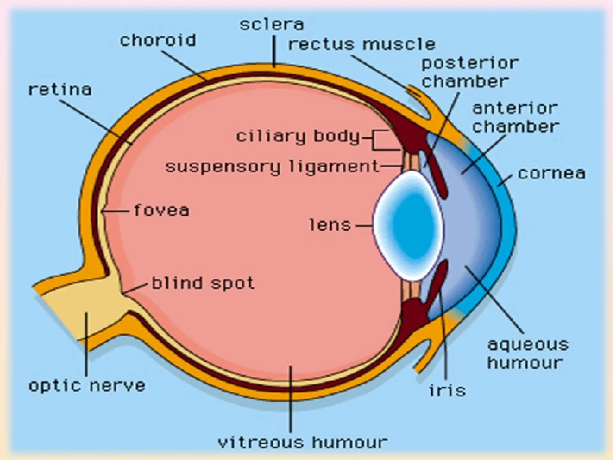 Keratitis, also known as corneal ulcer, is an inflammation of the ...