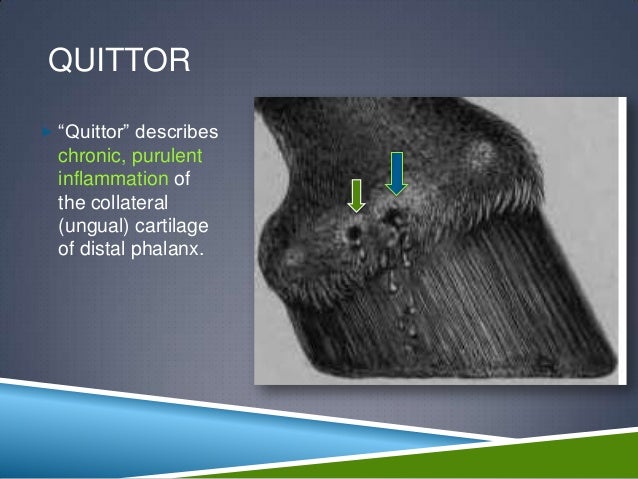 Keratoma, canker, quittor, corn