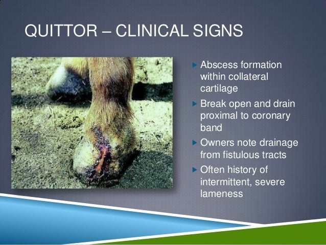 Keratoma, canker, quittor, corn