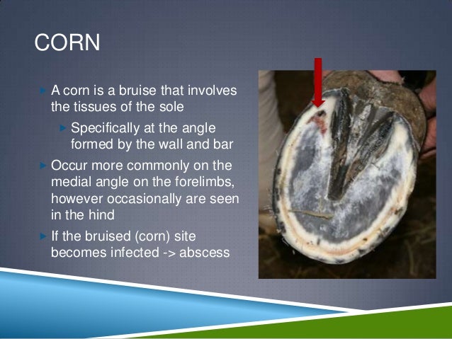 Keratoma, canker, quittor, corn