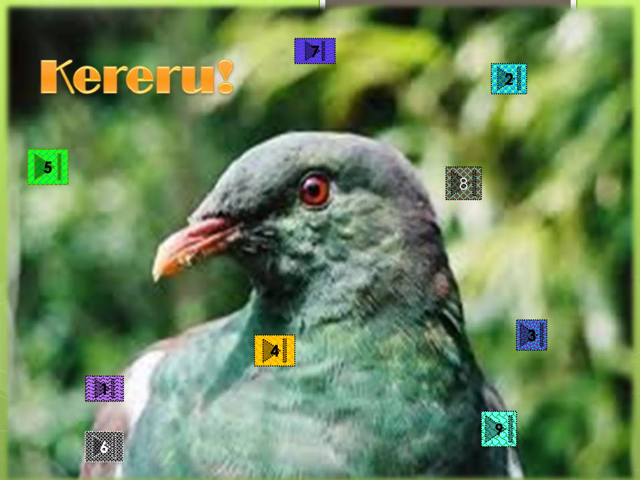 Kereru Power Point | PPTX
