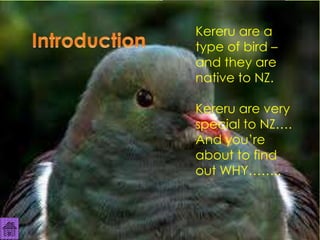 Kereru Power Point | PPTX