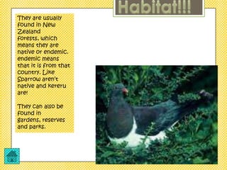 Kereru Power Point | PPTX