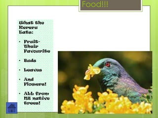 Kereru Power Point | PPTX