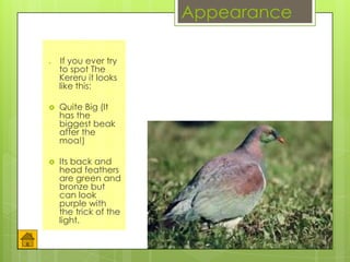 Kereru Power Point | PPTX