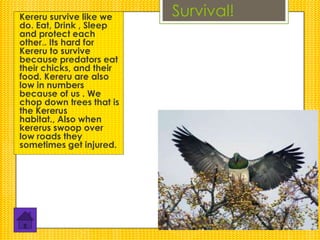 Kereru Power Point | PPTX