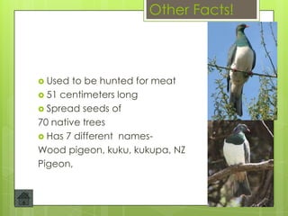 Kereru Power Point | PPTX