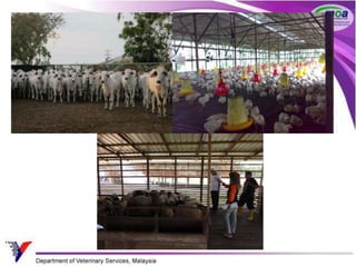 Kerjaya Doktor Veterinar | PPTX