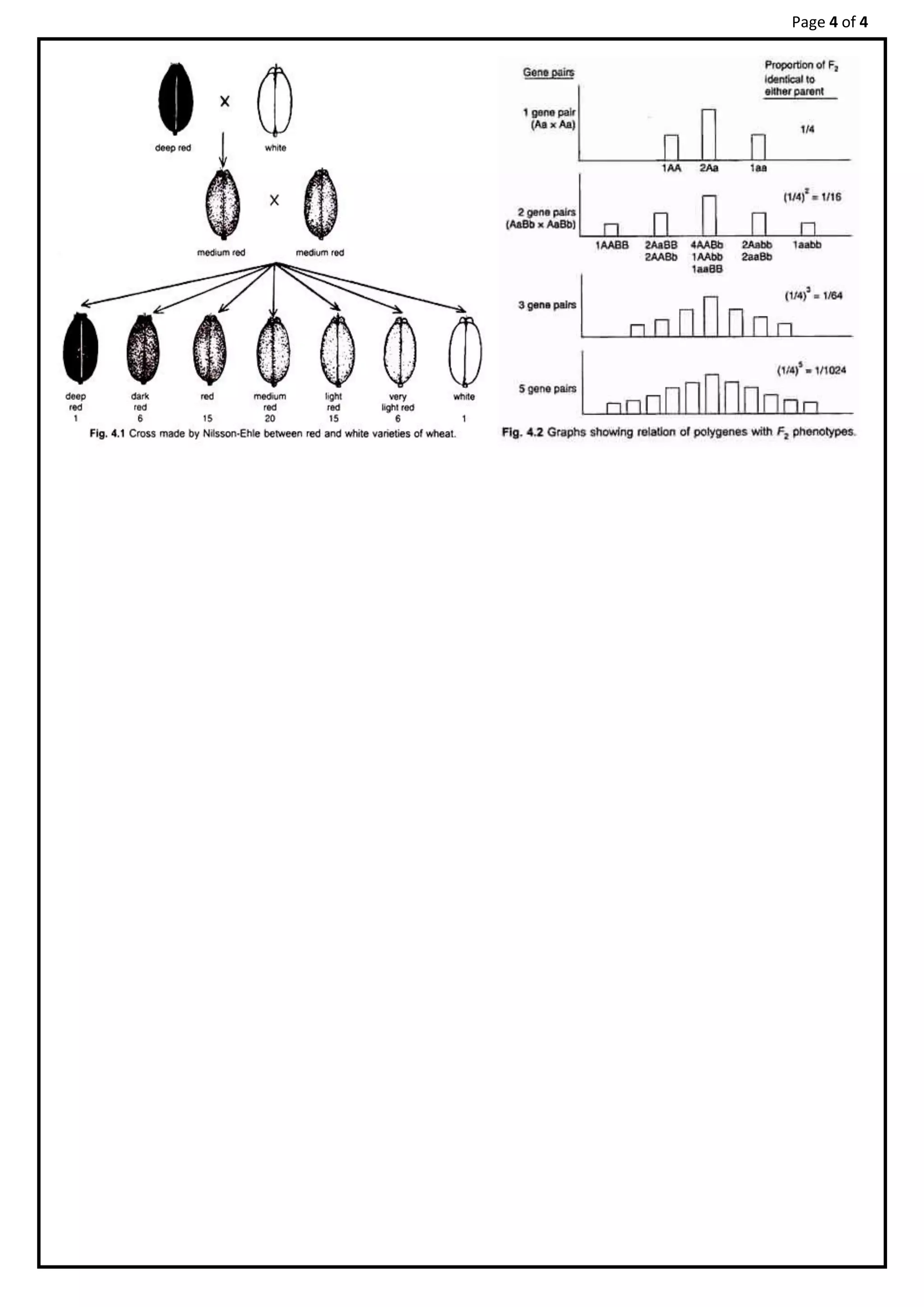 QUANTITATIVE INHERITANCE - KERNEL COLOR IN WHEAT | PDF