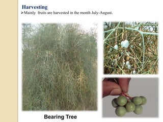 Ker fruit ppt by pushpendra singh | PPTX | Agriculture | Industries