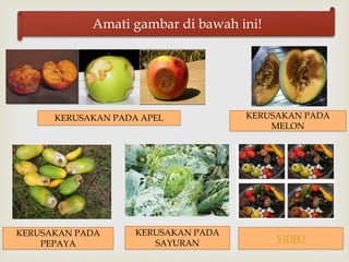 Kerusakan bahan pangan 2 | PPT