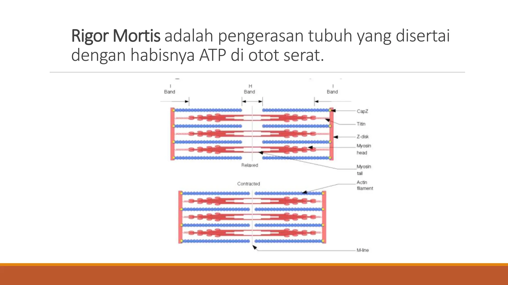 KERUSAKAN SEL membahas terkait nekrosis, apoptosis dan autolisis.pptx