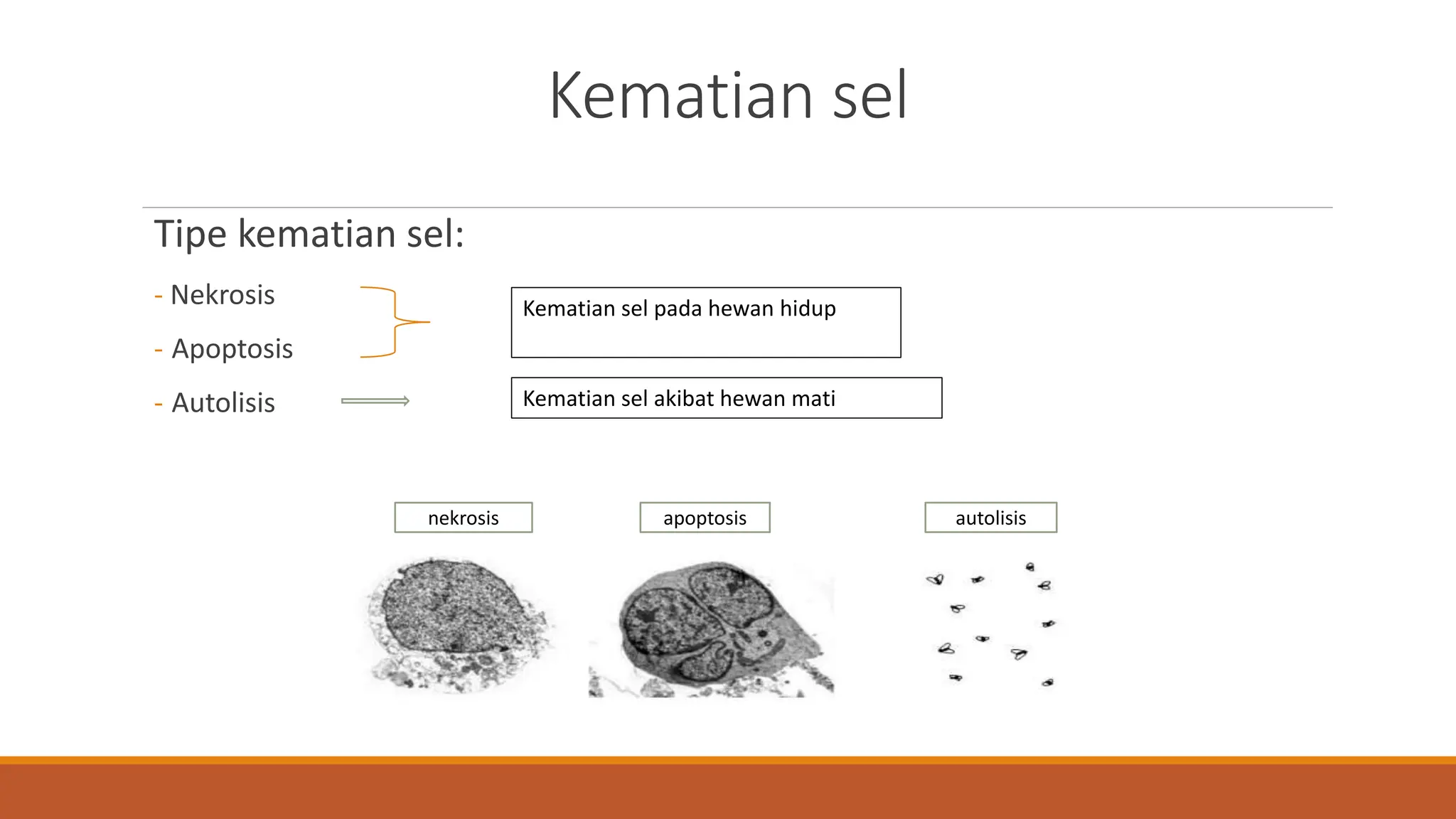 KERUSAKAN SEL membahas terkait nekrosis, apoptosis dan autolisis.pptx
