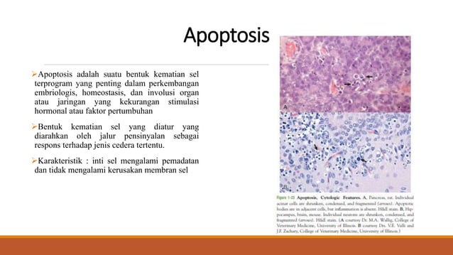 KERUSAKAN SEL membahas terkait nekrosis, apoptosis dan autolisis.pptx
