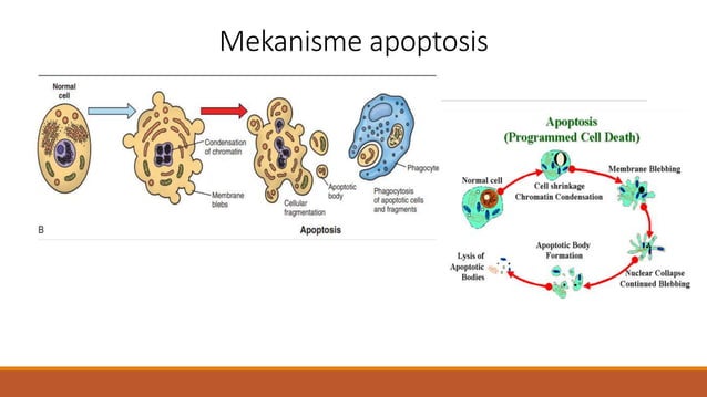 KERUSAKAN SEL membahas terkait nekrosis, apoptosis dan autolisis.pptx