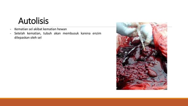 KERUSAKAN SEL membahas terkait nekrosis, apoptosis dan autolisis.pptx