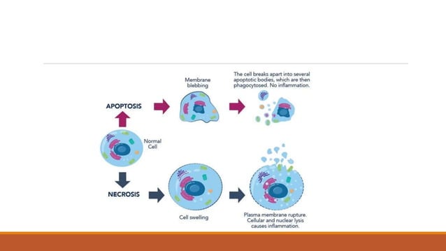 KERUSAKAN SEL membahas terkait nekrosis, apoptosis dan autolisis.pptx