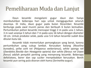 Kesambi Tugas Silvikultur | PPTX