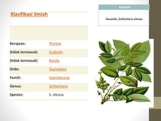 Kesambi Tugas Silvikultur | PPTX
