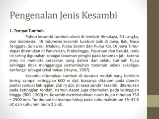 Kesambi Tugas Silvikultur | PPTX