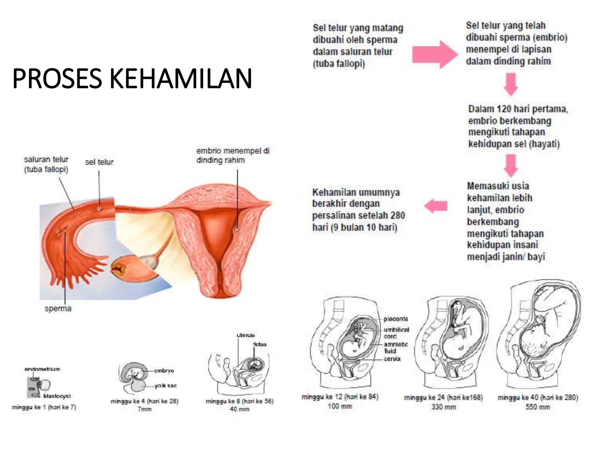 KESEHATAN REPRODUKSI SEKSUAL CATIN TERBARUpptx | PPTX
