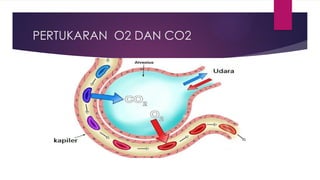 KESEIMBANGAN ASAM BASA PADA SISTEM RESPIRASI DAN PERTUKARAN.pptx
