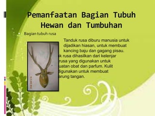 Keseimbangan ekosistem | PPTX