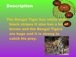 Kesten t bengal tiger | PPT