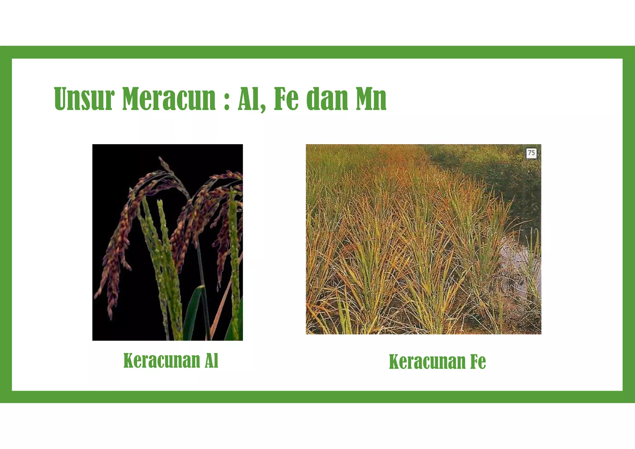 Kesuburan tanah | PDF