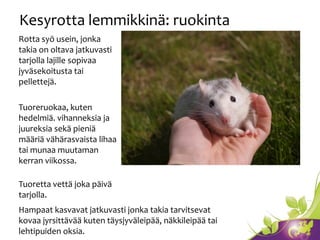 Kesyrotta lemmikkinä, Jonna Nevalainen, Faunatar | PPT