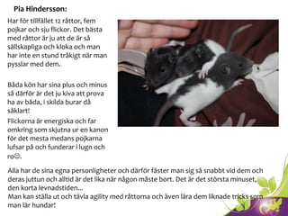 Kesyrotta lemmikkinä, Jonna Nevalainen, Faunatar | PPT