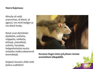 Kesyrotta lemmikkinä, Jonna Nevalainen, Faunatar | PPT | Free Download