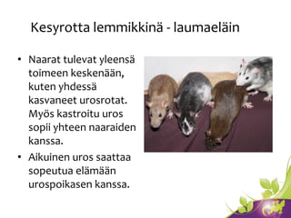 Kesyrotta lemmikkinä, Jonna Nevalainen, Faunatar | PDF