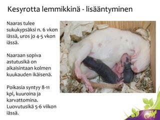 Kesyrotta lemmikkinä, Jonna Nevalainen, Faunatar | PPT