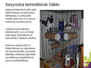 Kesyrotta lemmikkinä, Jonna Nevalainen, Faunatar | PPT