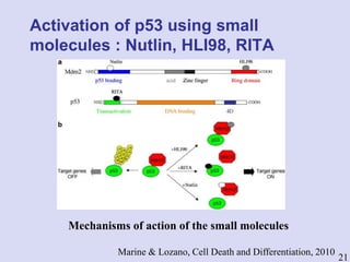 Mathematical modelling of p53 basal dynamics and DNA damage response | PPT