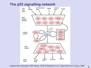 Mathematical modelling of p53 basal dynamics and DNA damage response | PPT