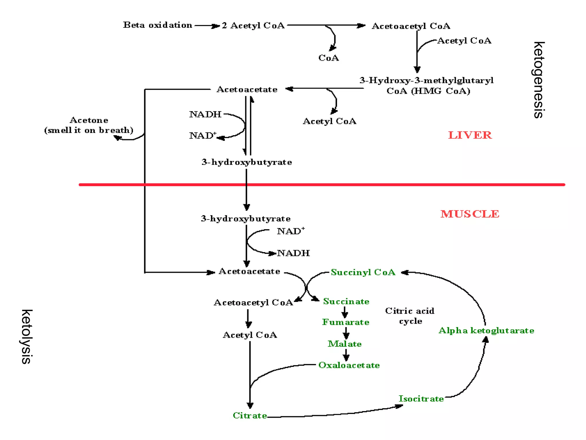 Ketogenesis and ketolysis ---Sir Khalid (Biochem) | PPT