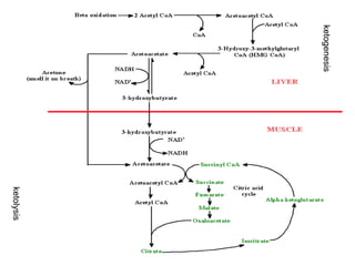Ketogenesis and ketolysis ---Sir Khalid (Biochem) | PPT