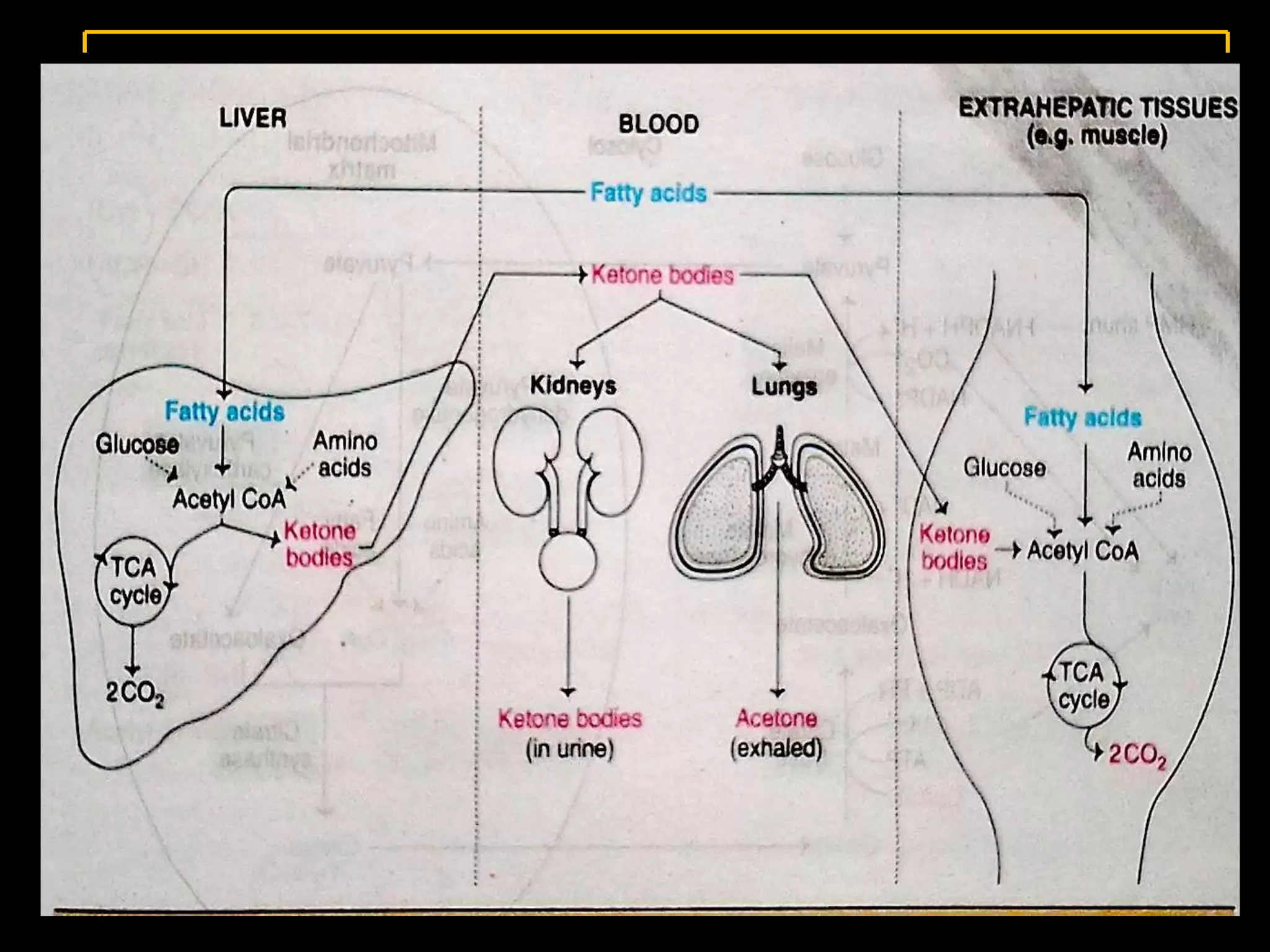Ketogenesis and ketolysis | PPTX