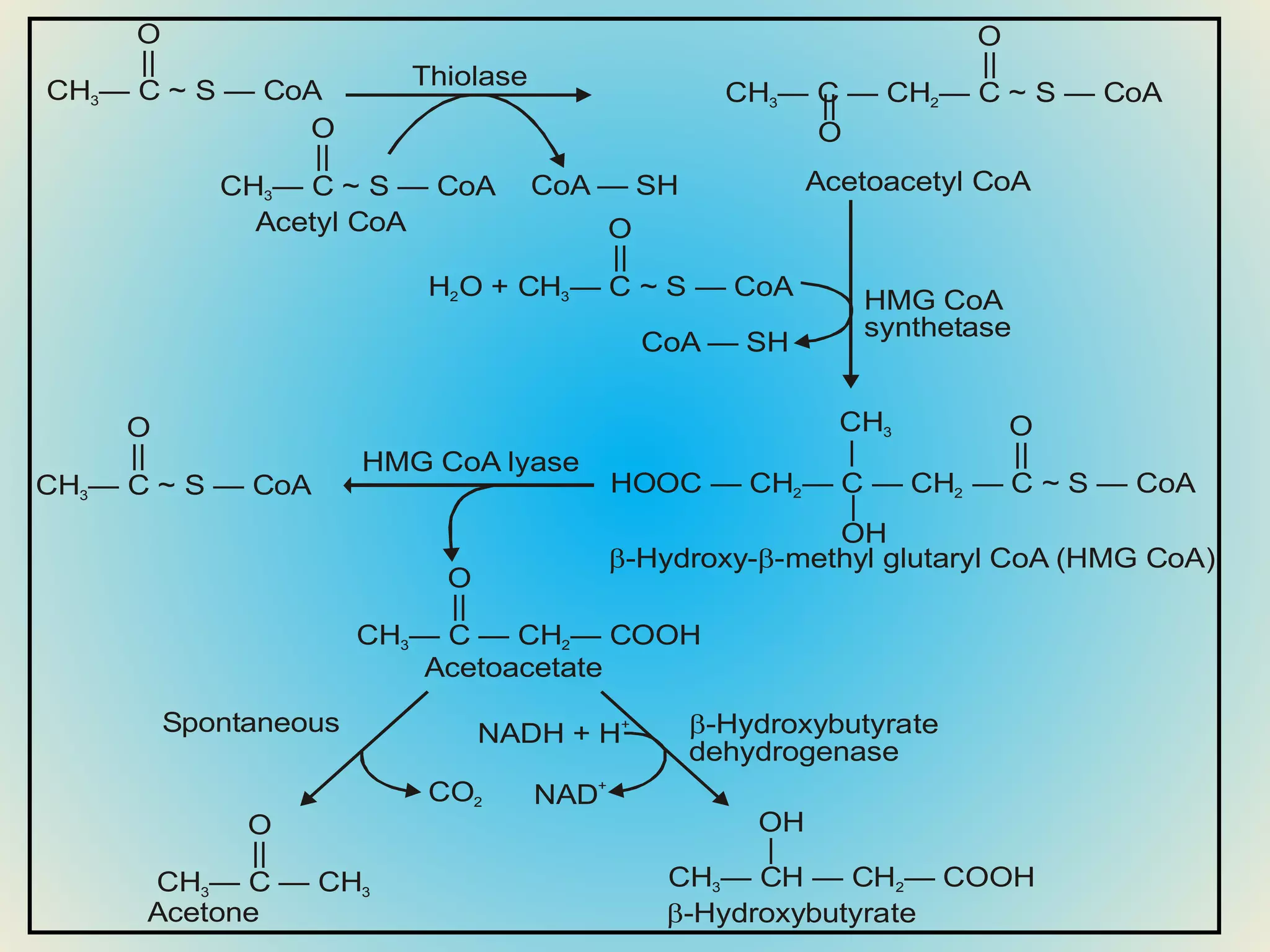 Ketogenesis and ketolysis | PPTX