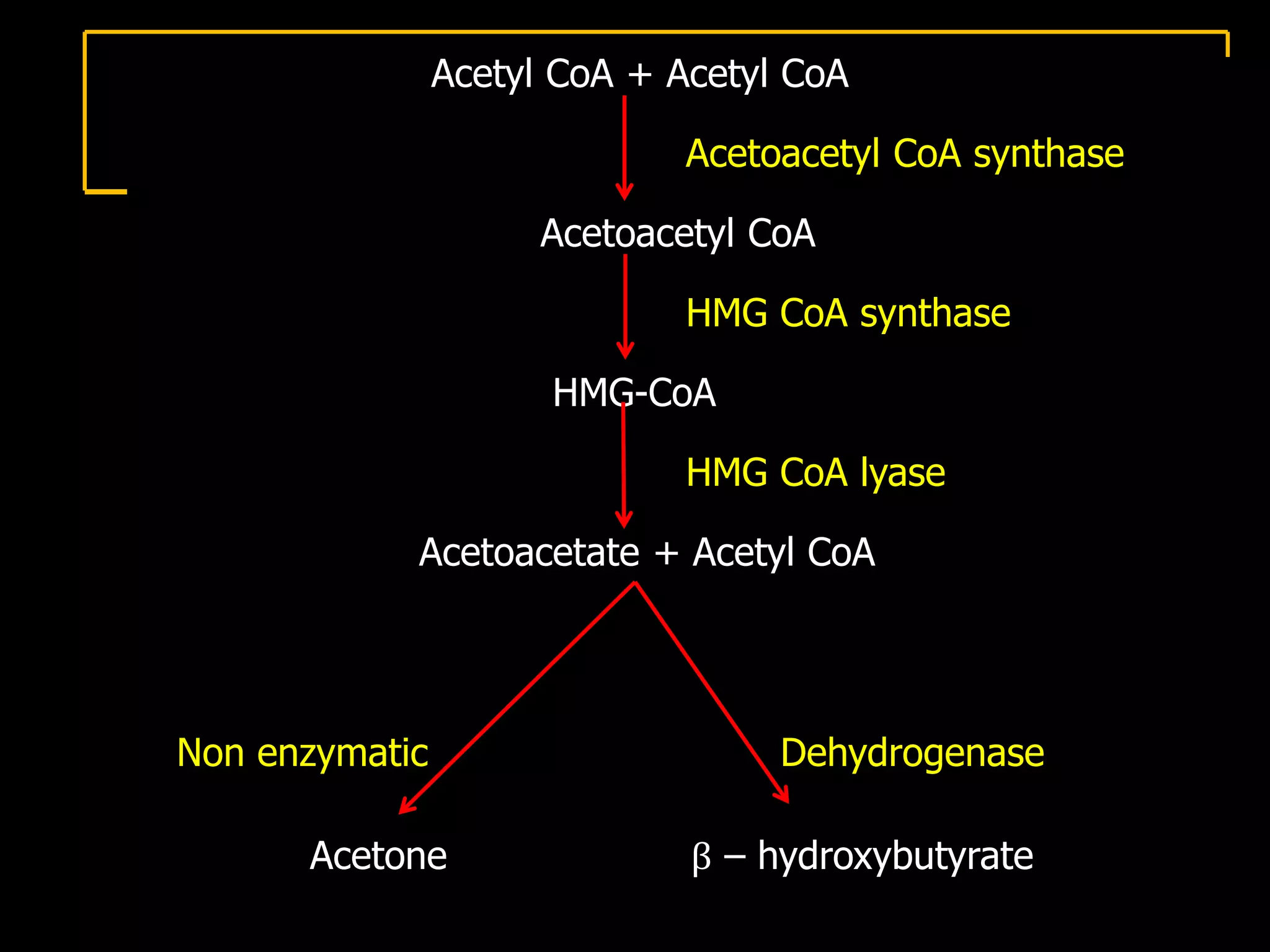 Ketogenesis and ketolysis | PPTX