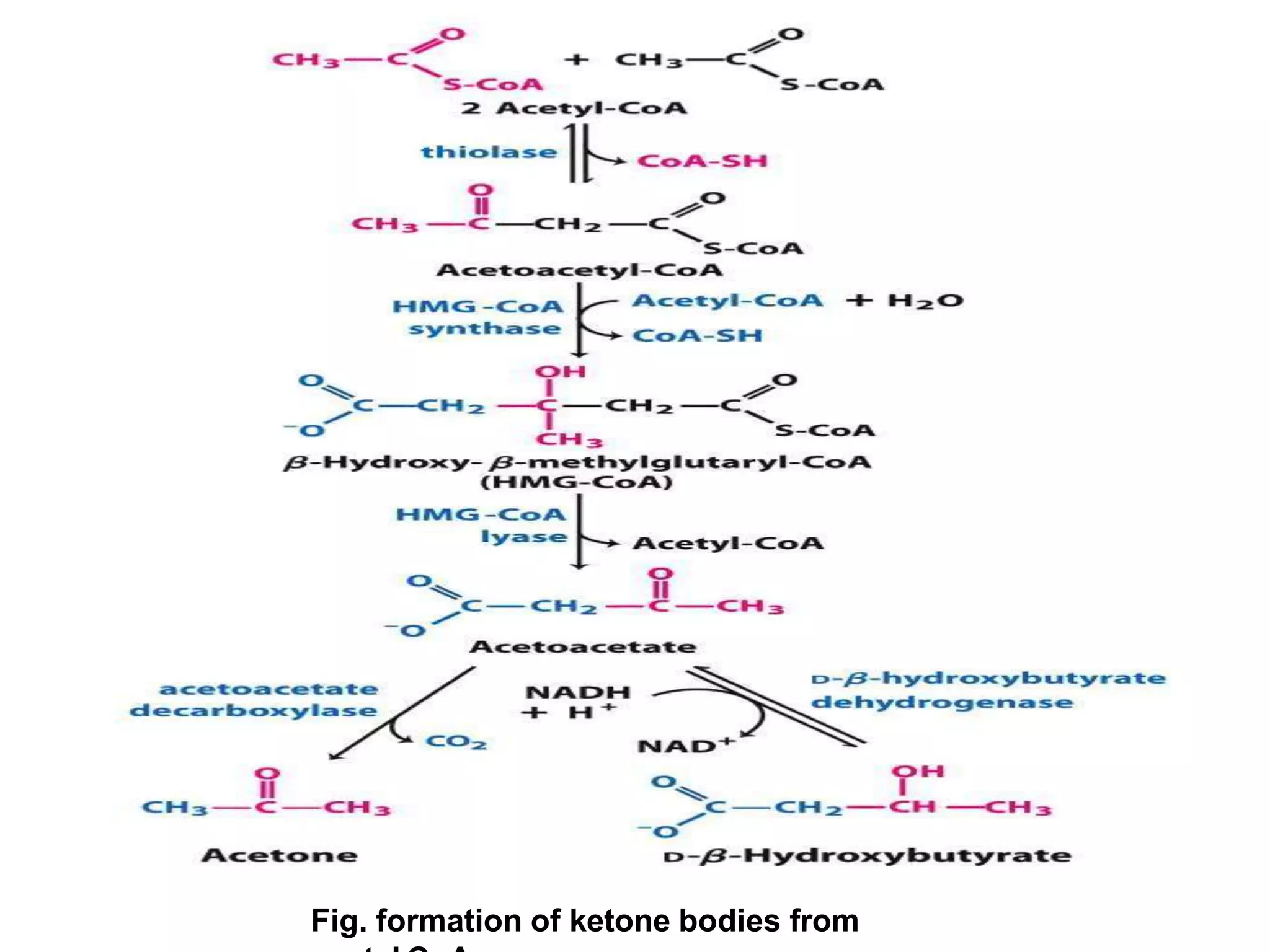 ketogenesis and utilisation of ketone bodies.pptx