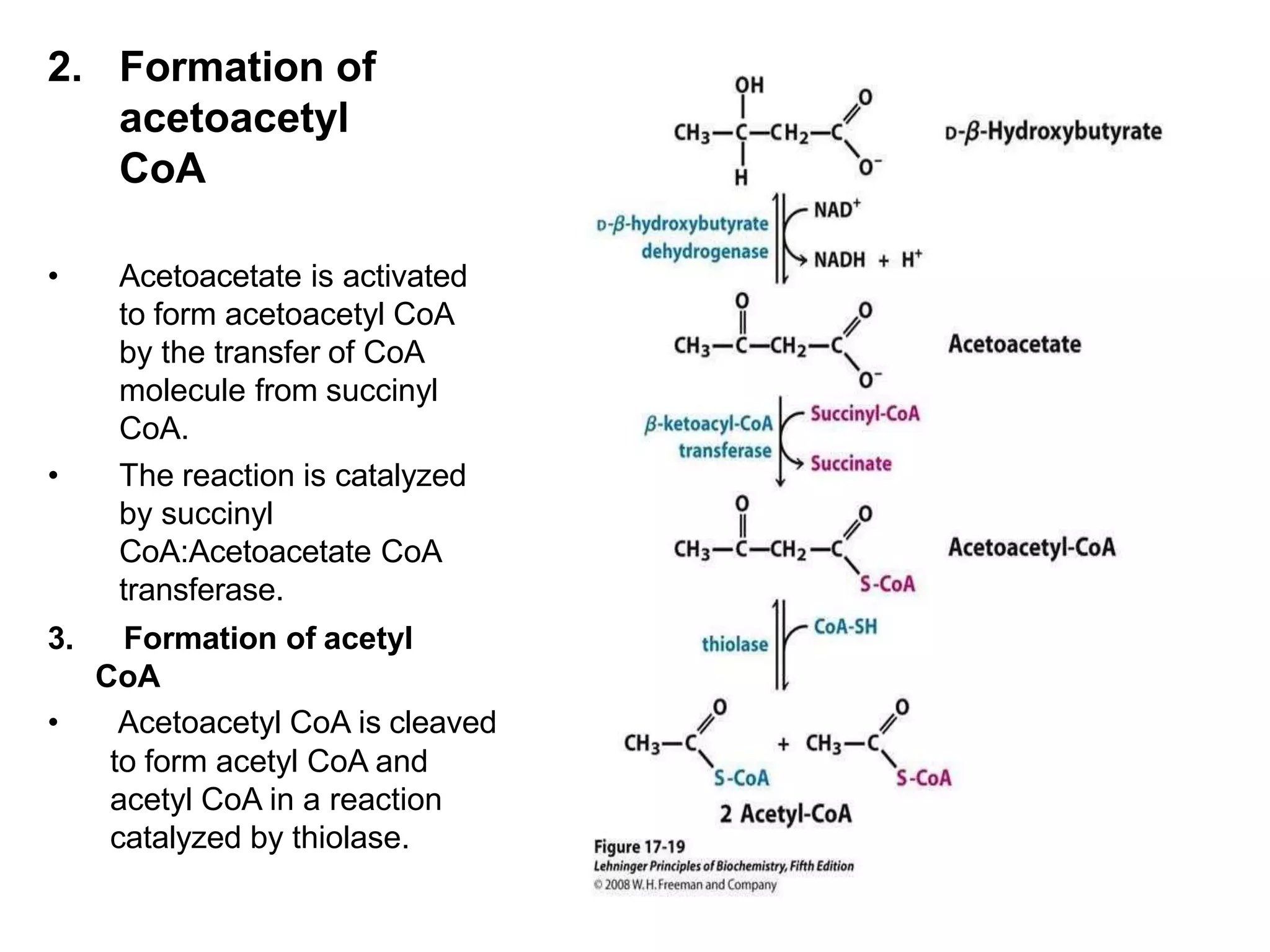 ketogenesis and utilisation of ketone bodies.pptx